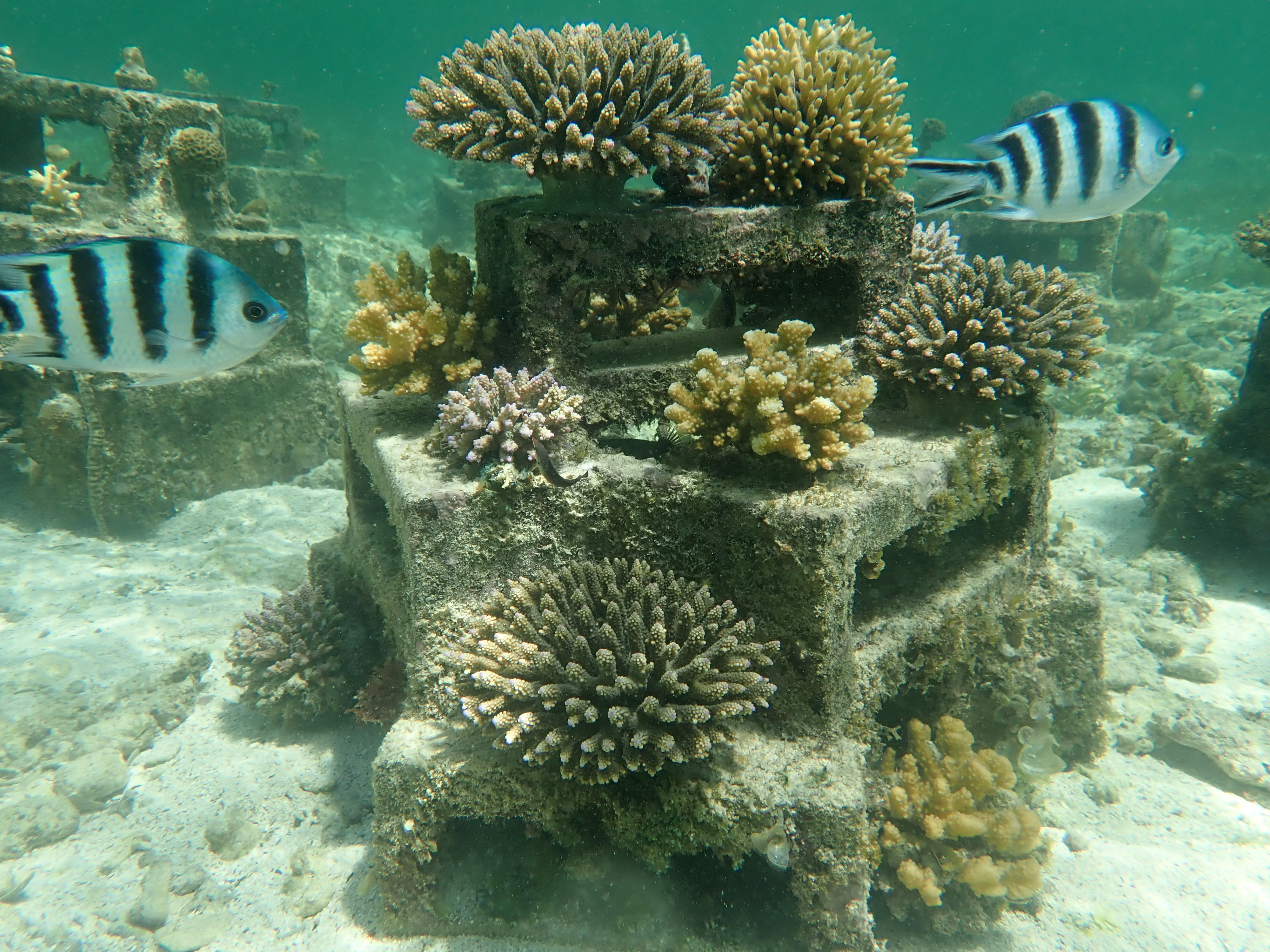 Pelorus Foundation Shop